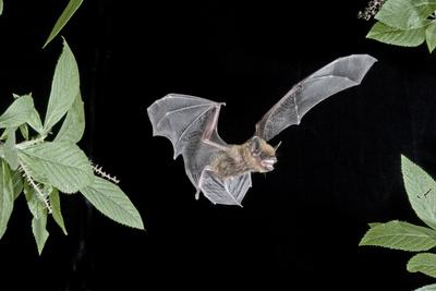 'Evening Bat (Nycticeius Humeralis) in Flight with Mouth Open, North ...