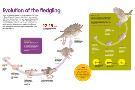 'Evolution of the fledgling.' Photographic Print | AllPosters.com