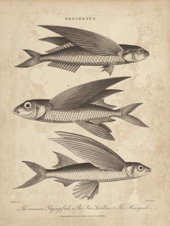 'Exocoetus' Giclee Print - J Pass | AllPosters.com