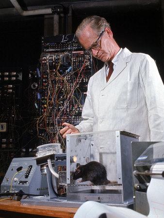'Experimental Psychologist B. Frederic Skinner Training Brown Rats in a ...