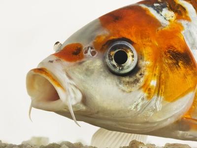 'Face of koi fish' Photographic Print - Martin Harvey | AllPosters.com