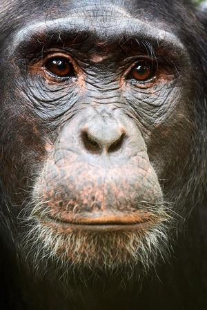 'Face portrait of male Eastern chimpanzee, Uganda' Photographic Print ...