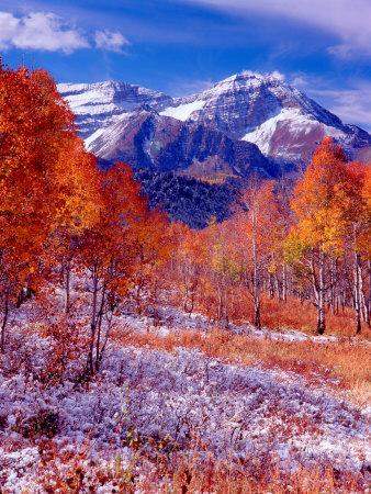 'Fall Aspen Trees and Early Snow, Timpanogos, Wasatch Mountains, Utah ...