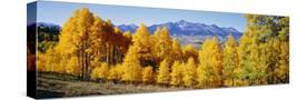 'Fall Aspen Trees Telluride Co' Photographic Print | AllPosters.com