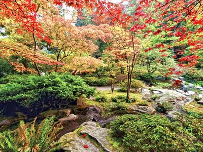 'Fall Color in Seattle's Japanese Garden in the Arboretum, Seattle ...