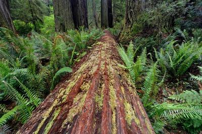'Fallen Redwood tree and ferns. Redwood National Park, California ...
