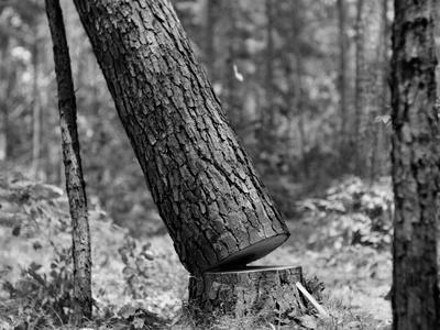 'Falling Pine Tree' Photographic Print - Leland J. Prater | AllPosters.com