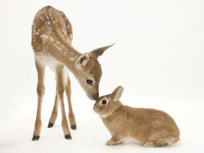 'Fallow Deer (Dama Dama) Fawn and Sandy Netherland-Cross Rabbit ...