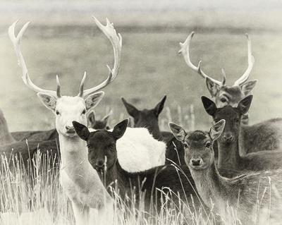 'Fallow Deer Herd' Giclee Print - Wink Gaines | AllPosters.com