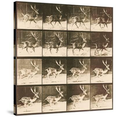 'Fallow Deer' Stretched Canvas Print - Eadweard Muybridge | AllPosters.com