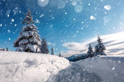 'Fantastic winter landscape with snowy trees in high mountains. DOF ...