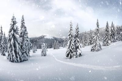 'Fantastic winter landscape with snowy trees in high mountains. DOF bokeh light postprocessing ...