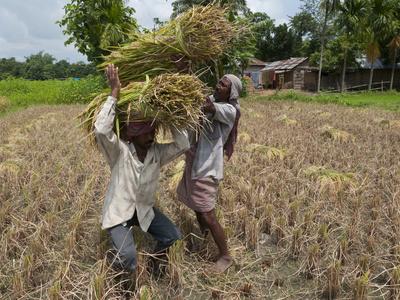 'Farmers Harvesting Ripe Rice, Koch Bihar, West Bengal, India, Asia ...