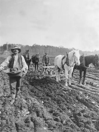'Farming in the 1920S, 1929 (B/W Photo)' Giclee Print | AllPosters.com