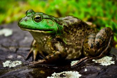 'Fat Bull Frog Lords over Connecticut Water' Photographic Print ...