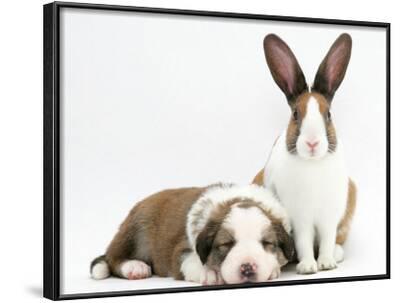 'Fawn Dutch Rabbit with Sleeping Sable-And-White Border Collie Pup ...