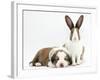 'Fawn Dutch Rabbit with Sleeping Sable-And-White Border Collie Pup ...