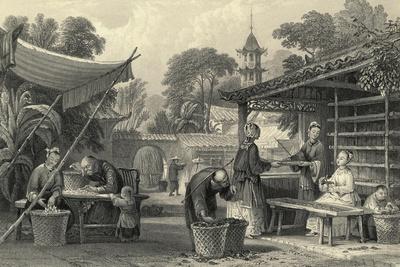 'Feeding Silkworms and Sorting Cocoons' Giclee Print | AllPosters.com