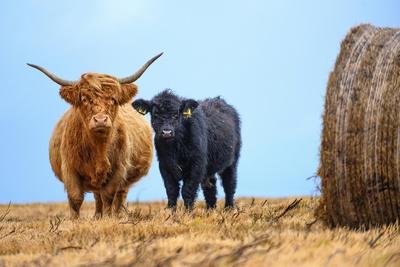 'Female Highland cow and calf next to hay bale, England' Photographic ...