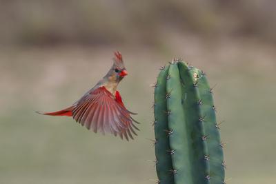 'Female northern cardinal in flight, Rio Grand Valley, Texas ...