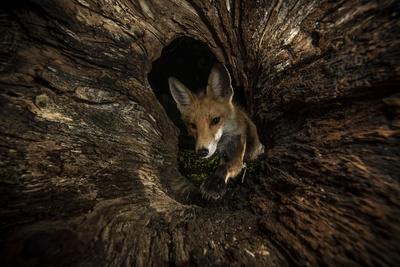 'Female Red fox foraging inside a rotting tree trunk, Hungary ...