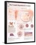 'Female Reproductive System Educational Chart Poster' Posters ...