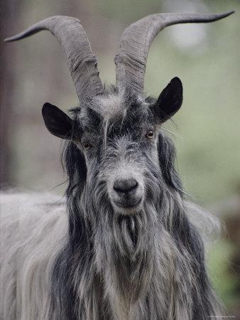 'Feral Goat Male, Scotland' Photographic Print - Niall Benvie ...