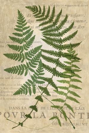 'Fern Folio I' Posters - Vision Studio | AllPosters.com