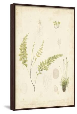 'Fern Study IV' Poster - Vision Studio | AllPosters.com