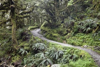 'Ferns and Moss in Forest Near Lake Mackenzie, Routeburn Track ...
