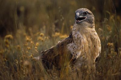 'Ferruginous Hawk in Prairie Grass' Photographic Print - W. Perry ...