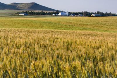 'Field of Mid-Growth Wheat Agriculture, Regent, North Dakota, USA ...