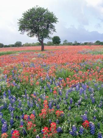 'Field of Red and Blue Flowers' Photographic Print - Jim Zuckerman ...