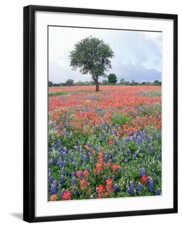 'Field of Red and Blue Flowers' Photographic Print - Jim Zuckerman ...