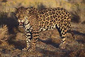 'Fierce Jaguar' Photographic Print - DLILLC | AllPosters.com