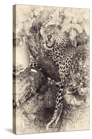 'Fierce' Stretched Canvas Print | AllPosters.com