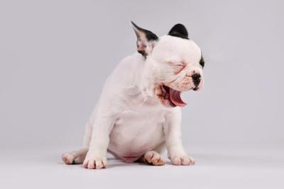 'Yawning French Bulldog Dog Puppy' Photographic Print - Firn ...