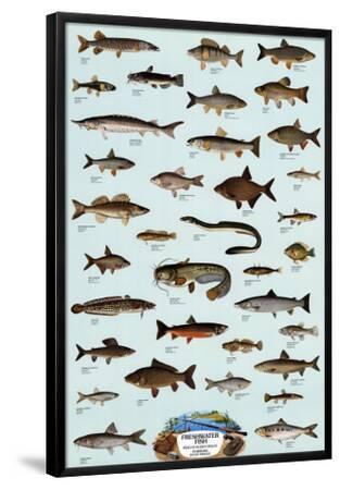 'Fish Freshwater' Posters | AllPosters.com