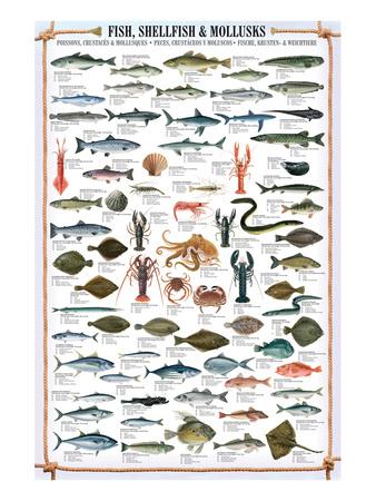 'Fish Shellfish and Mollusk' Posters | AllPosters.com
