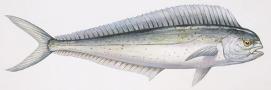 'Fishes: Perciformes Coryphaenidae (Dolphinfishes) Common Dolphinfish ...