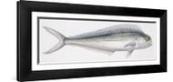 'Fishes: Perciformes Coryphaenidae (Dolphinfishes) Common Dolphinfish ...