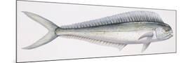 'Fishes: Perciformes Coryphaenidae (Dolphinfishes) Common Dolphinfish ...