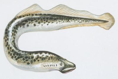 'Fishes: Petromyzontiformes Petromyzontidae, Sea Lamprey (Petromyzon ...