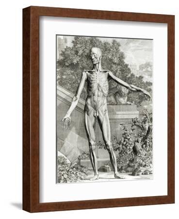 'Flayed Body, Tables of the Skeleton and Muscles of the Human Body by ...