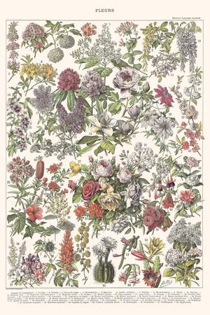 'Fleurs II - ASTER Edition, 2023 (Digital)' Giclee Print - Florent ...