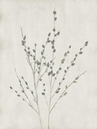 'Floral Wild - Salix Discolor' Giclee Print - Collezione Botanica ...
