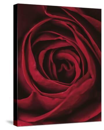 'Romantic Rose - Sheen' Stretched Canvas Print - Florian Schleinig ...