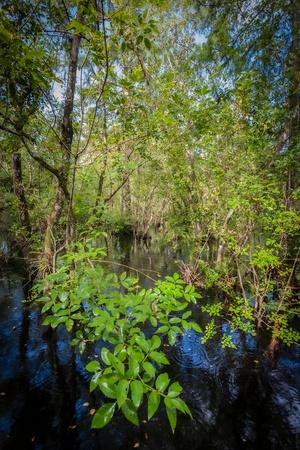 'Florida. Pop ash trees growing above a flooded swamp.' Photographic ...