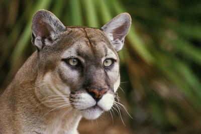 'Florida Puma' Photographic Print | AllPosters.com