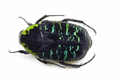 'Flower Beetle from Madagascar Euchroea Coelestis Coelestis ...